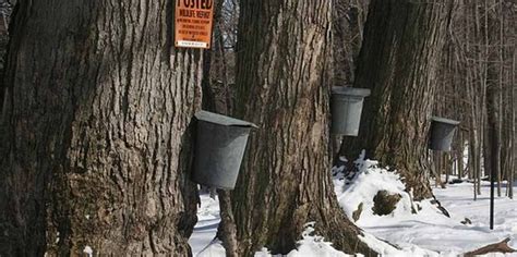 Maple Tree Syrup Process