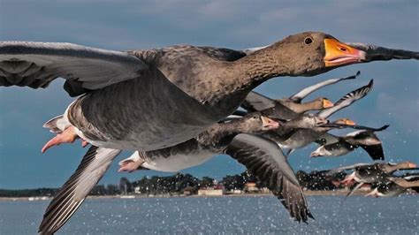 The Secret Routes Of Migratory Birds 2014 Az Movies