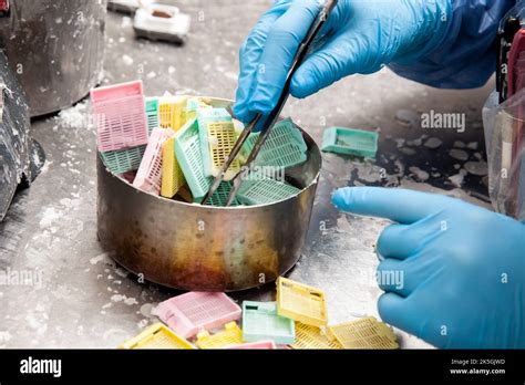 Cassettes With Biopsy Samples In Hot Paraffin Scientist Embedding