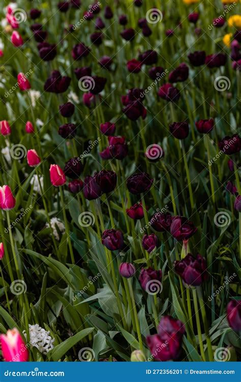 Black Dutch Tulips Flowerbed With Elite Tulip Varieties At The Tulip