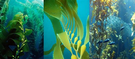 哈尔滨础润医疗器械有限责任公司 生物止血流体膜 辅助止血 生物止血 止血产品 止血材料 止血防黏连 功能性敷料 促进创面愈合 手术冲洗 必舒达