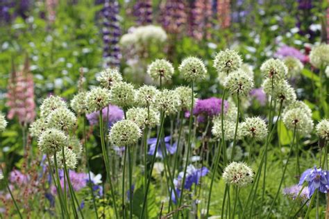 Allium Victorialis Seiersløk Obp Opplysningskontoret For Blomster