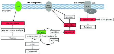 Membrane Transport Pathways Based On Multi Omics Analysis Of