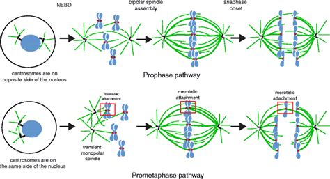 Timing Of Centrosome Separation Affects Faithfulness Of Chromosome