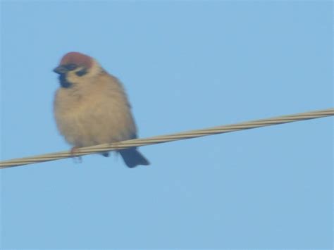 Без вины виноватая часть 37 Брусникины рассказы Дзен