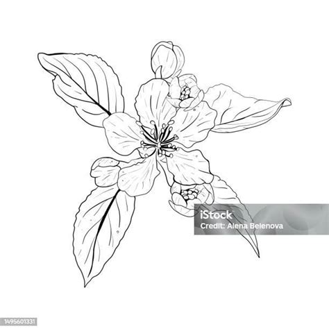 벚꽃 벚꽃 사과 자두 야생 벚꽃 매화 새 벚꽃의 피는 가지의 벡터 그림 꽃 새싹 나뭇잎의 사실적인 검은색 윤곽선 그래픽 그리기 Artistic Gymnastics