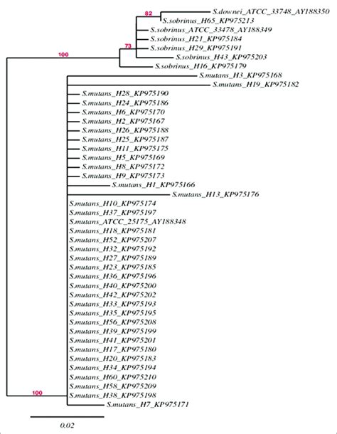 Phylogenetic Analysis Of The Streptococcus Mutans And Streptococcus Download Scientific Diagram