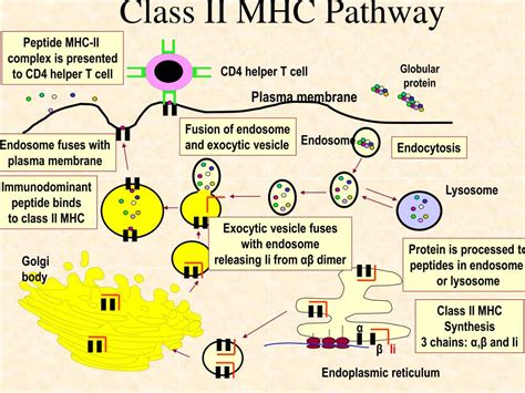 Ppt Antigen Processing And Presentation Self Mhc Restriction Powerpoint Presentation Id 4273034