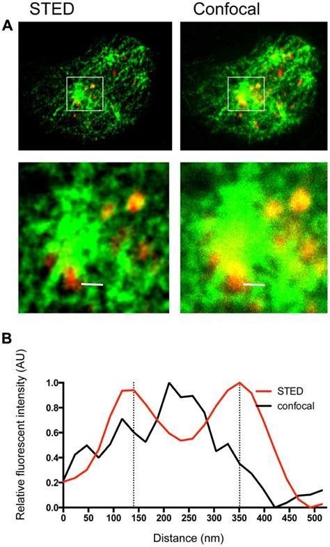 Lytic Granules On Nk Cell Microtubules Visualized By Dual Color Sted