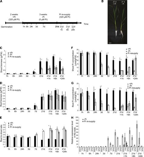 Spatio Temporal Transcript Profiling Of Rice Roots And Shoots In Response To Phosphate