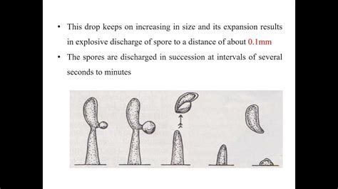 Development Of Basidium And Basidiospores Youtube