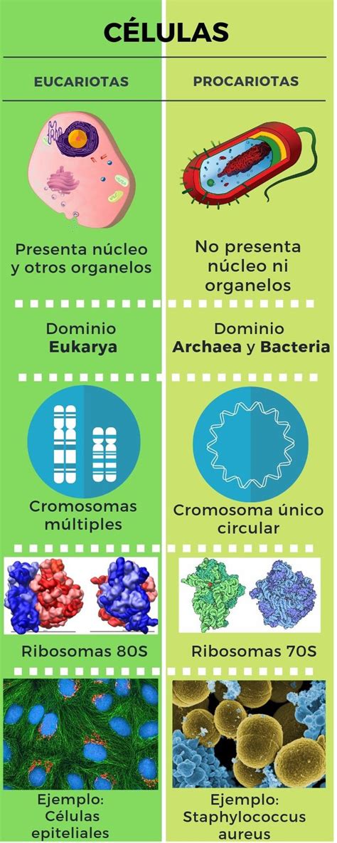 Diferencia Entre Célula Eucariota Y Procariota Diferenciador