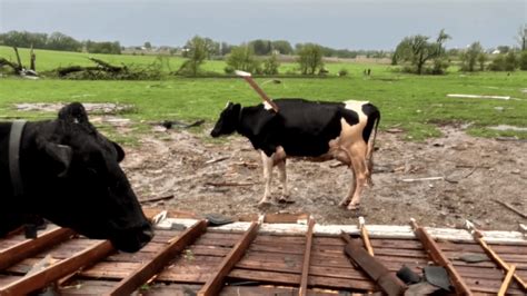 About The Worst It Can Ever Get Cow Survives Being Impaled During