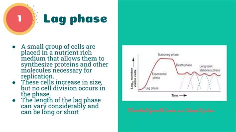 Microbial Growth Curve Pptx