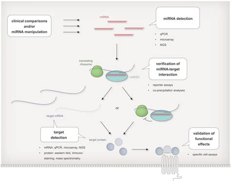 Experimental Strategies For The Identification Of Mirna Targets Mirna Download Scientific