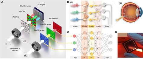 Perovskite Sensor Array Emulates Human Retina For Panchromatic Imaging