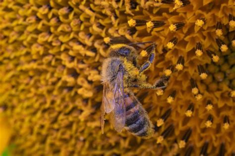 Unlocking Honey Bee Hive Diagrams A Beginners Guide Plant Grower World