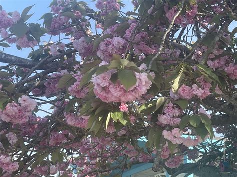 Interesting Conjoined Trees How Common Is This What Tree Types Are