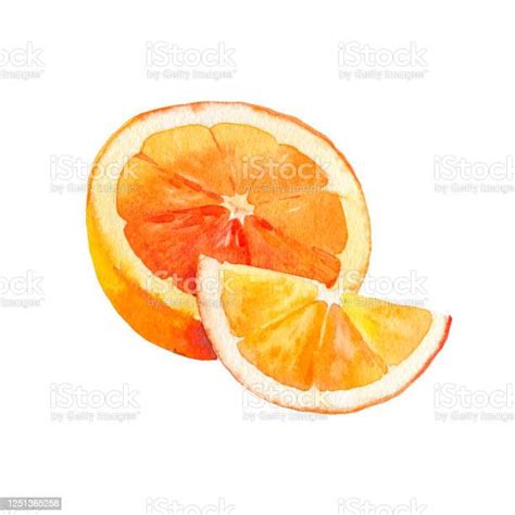 벡터 수채화 오렌지 과일 그림 손으로 그린 오렌지 신선한 오렌지 과일 밝은 그림 수채화 식물 그림 오렌지 감귤류 과일에 대한 스톡 벡터 아트 및 기타 이미지 Istock