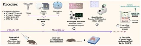 Major Steps In Zhao Et Al 2020 Depicted Over A Timeline Made In Download Scientific Diagram