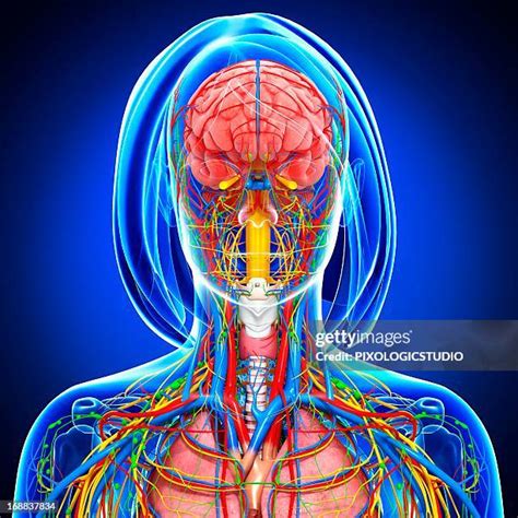 336 Lung Lymph Nodes High Res Illustrations Getty Images