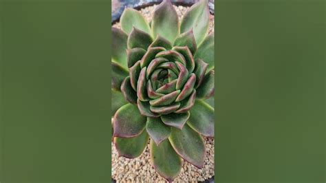 야인이 이름짓고 분양하는 꽃보다 창희 ~ 꽃보다창희 다육 다유기 다육이 다육식물 반려식물 다육판매 다육이판매 다육이키우기 다육인스타그램 매혹이 청주