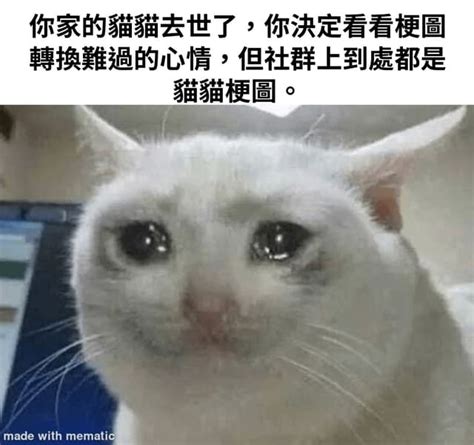 翻譯 每張圖都讓我想起牠 梗圖板 Dcard