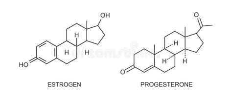 Female Reproductive Hormones Stock Illustrations 222 Female