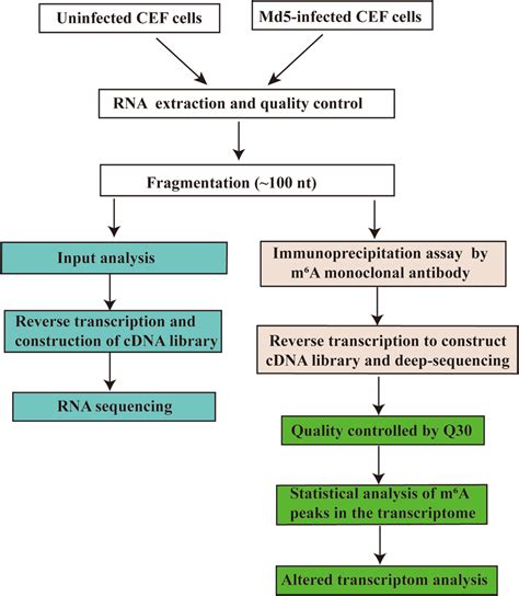How Is Cdna Synthesised In A Lab Design Talk