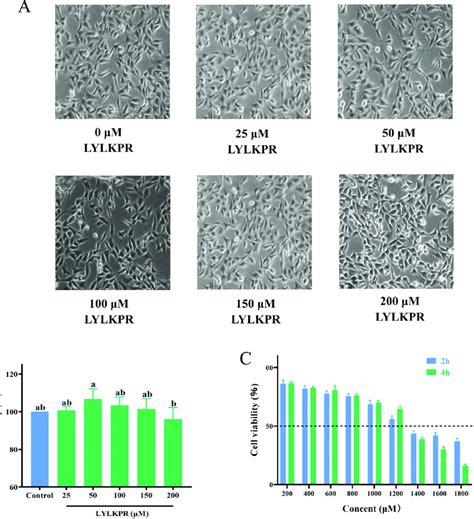 Peptide Toxicity And Cytoprotective Effects Of Different Concentrations