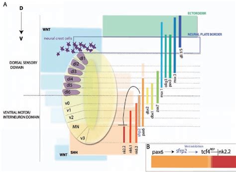 D V Patterning Along The Developing Neural Tube Of Generic Vertebrates
