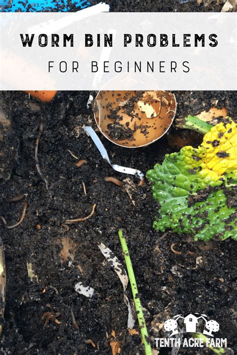 Make A Worm Bin For Composting Food Scraps Artofit