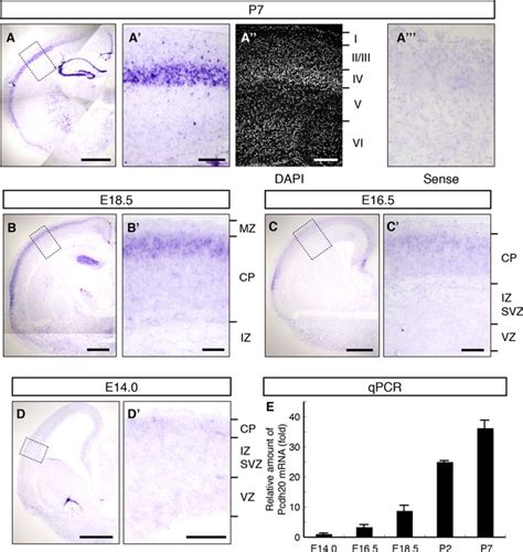 Figures And Data In Identity Of Neocortical Layer 4 Neurons Is