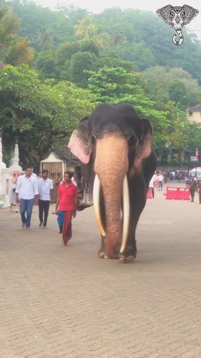 දෙවන කුඹල් පෙරහැර කරඩුව වැඩවමවීමට එන සිංහ රාජා ️🐘 Sinha Raja Hasthi Official Tusker Srilanka