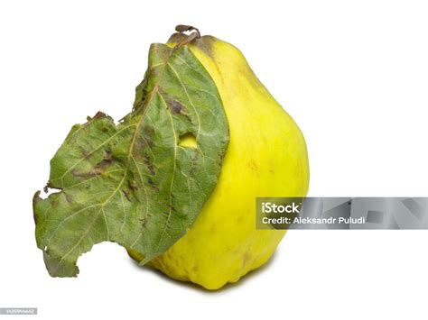 흰색 바탕에 마르 멜로입니다 비정상적으로 모양의 과일 못생긴 마르 멜로 과일은 전단지로 분리됩니다 고르지 않은 모양 건강한 식단 잼 성분 나무에서 수확 0명에 대한 스톡