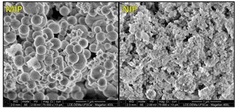 Biosensors Free Full Text Molecularly Imprinted Polymer Coated Cdte Quantum Dots For