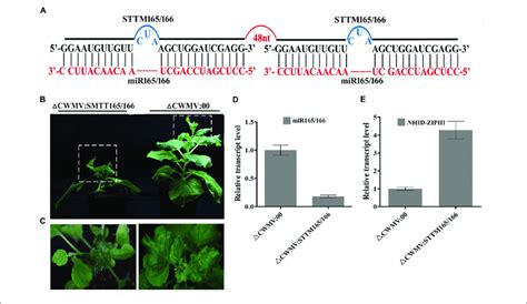 Cwmv Based Mir165 166 Silencing Using The Sttm Approach In N Download Scientific Diagram