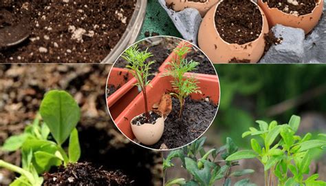 Eggshell Seed Starters A Natural Boost For Your Garden