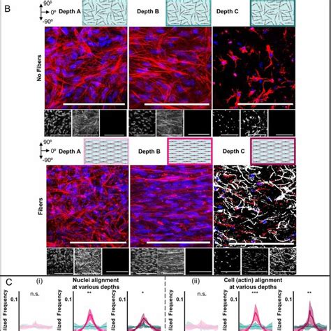 Cell Alignment As A Function Of Depth Through Scaffolds Cell Alignment