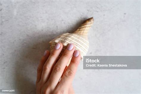 옅은 분홍색 으로 칠해진 손톱을 가진 여성의 손은 회색 콘크리트 배경에 조개를 들고 있습니다 개념에 대한 스톡 사진 및 기타 이미지 Istock