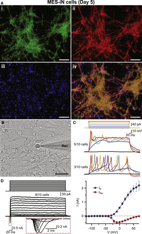 Generation Of Induced Neuronal Cells By The Single Reprogramming Factor Ascl1 Stem Cell Reports