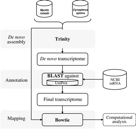 De Novo Assembly Workflow The Figure Summarizes Computational Download Scientific Diagram