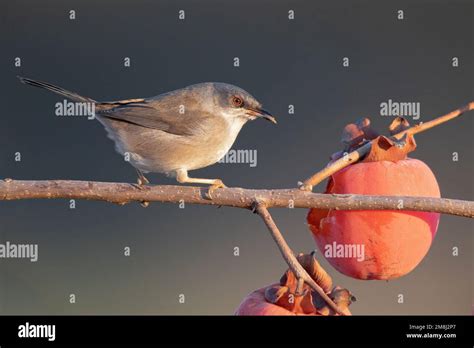 The Sardinian Warbler Sylvia Melanocephala Is A Common And