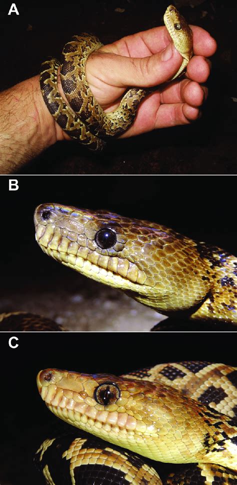 Heat Sensing Labial Pits In The Smallest Juvenile Cuban Boa Download Scientific Diagram