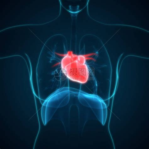人体器官心脏解剖语言3高清图片下载 正版图片507483290 摄图网