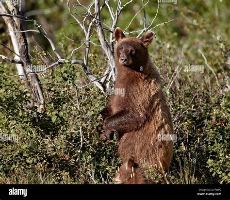 Cinnamon Black Bear Ursus Americanus Sow And Cub Of The Year Glacier