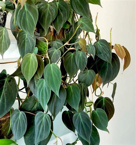 Velvet Leaf Philodendron Cuttings Rare Velvet Leaf Plant Etsy