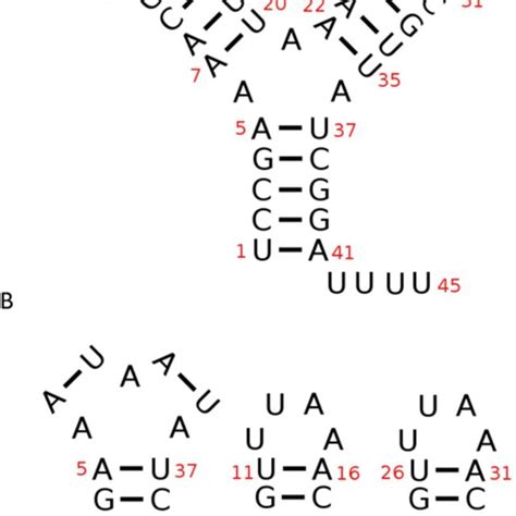 Illustration Of The Loop Elements Of An RNA A Secondary Structure Of Download Scientific