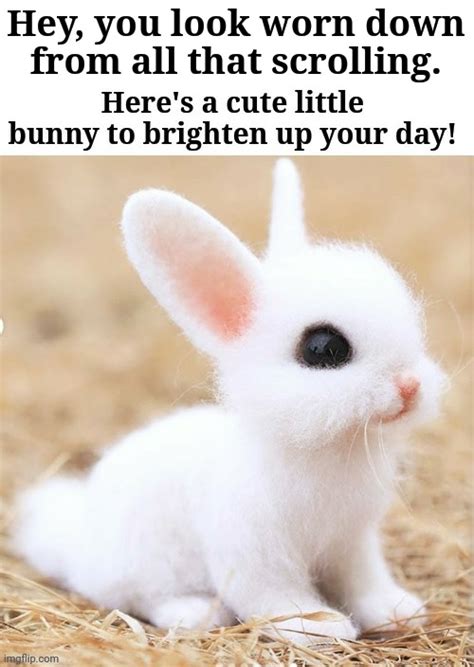 Cute Bunny Meme