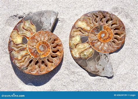 Ammonites Spiral Fossil Shell Stock Image Image Of Texture Chambers